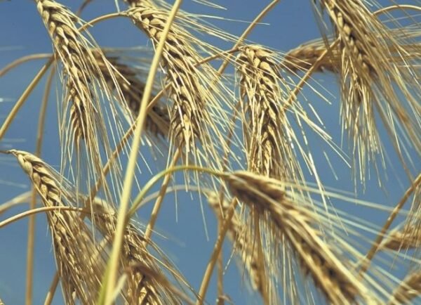 🌾 Cebada 2025: la siembra entra en su tramo final y el 30% ya está en macollaje - Ruralnet