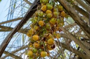 🥭 ¡Nuevo superalimento nativo! El fruto de la palmera yatay ya puede ...